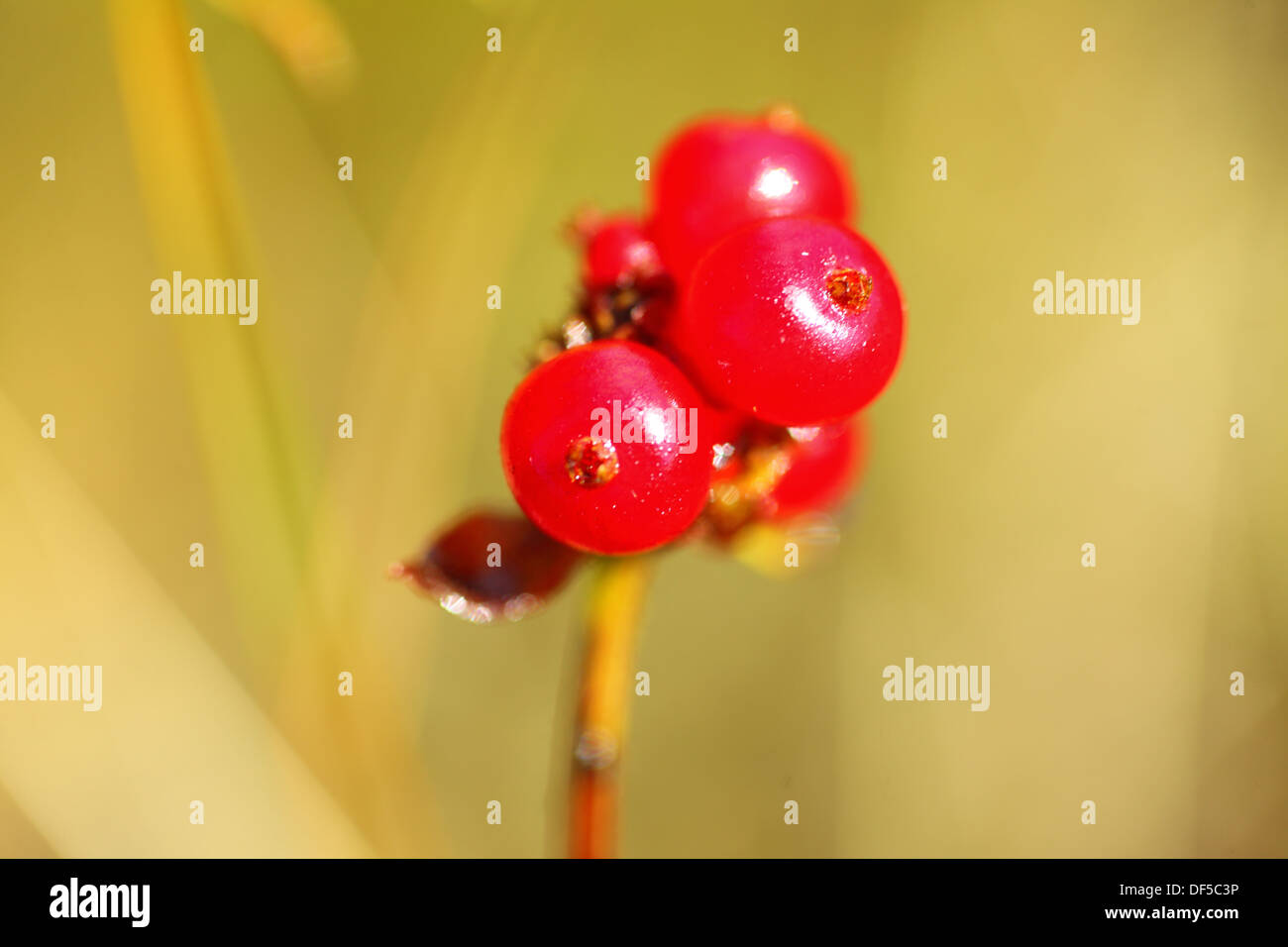 Close up wild inedible red berries on sunny meadow. Cornus suecica ...