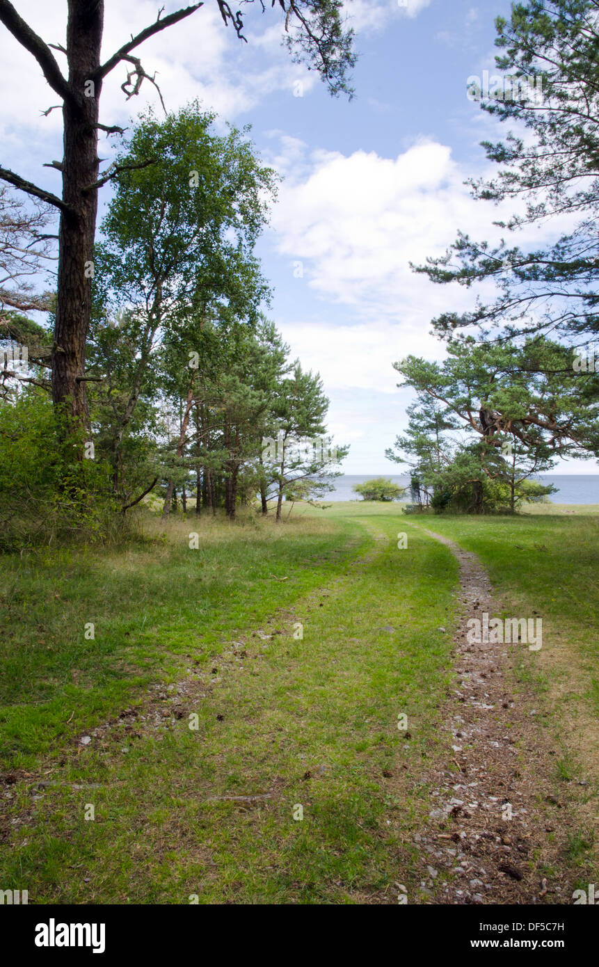 Road to the beach in a pine forest Stock Photo - Alamy