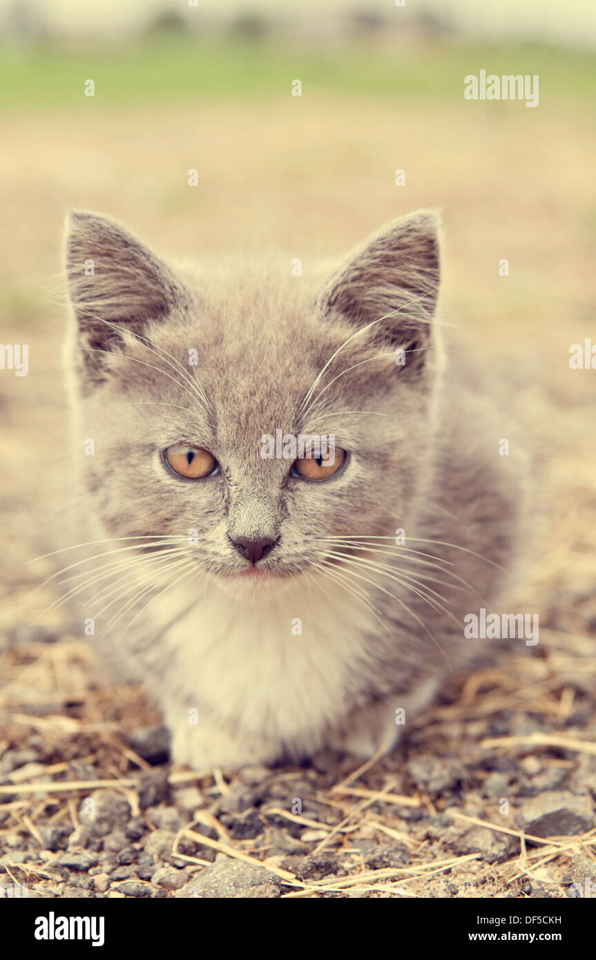 A kitten laying down on a farm close up Stock Photo - Alamy