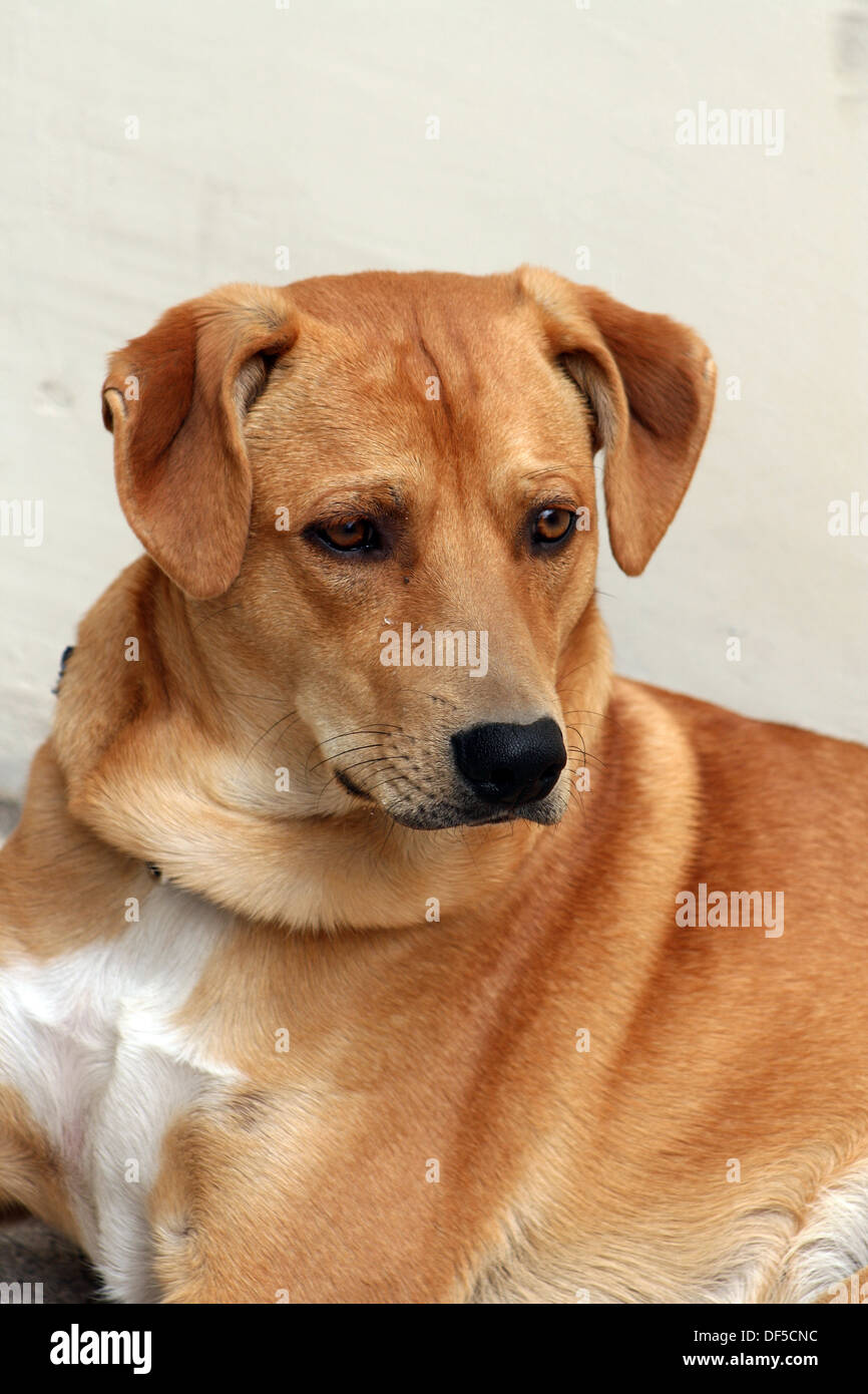 Cute brown dog hi-res stock photography and images - Alamy