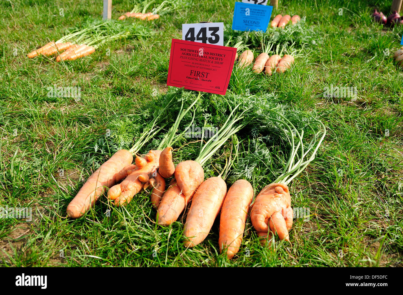 Ravenshead, Notts, UK.28th September 2013.The annaul Agricultural one ...