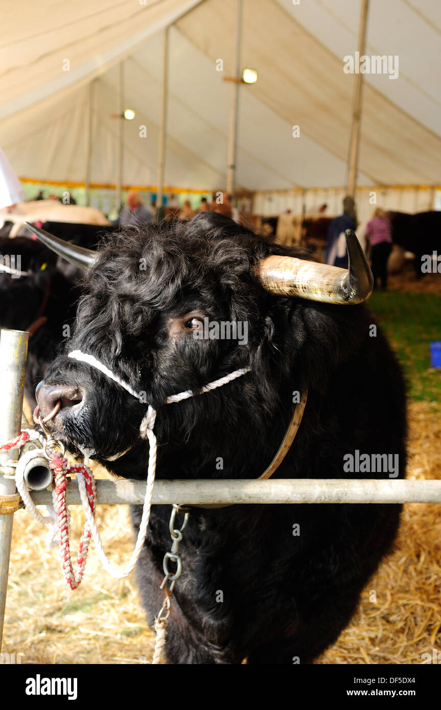 Ravenshead, Notts, UK.28th September 2013.The annaul Agricultural one ...