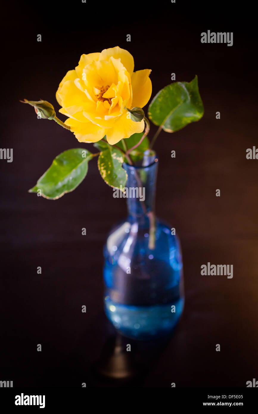 Rose with window hi-res stock photography and images - Alamy