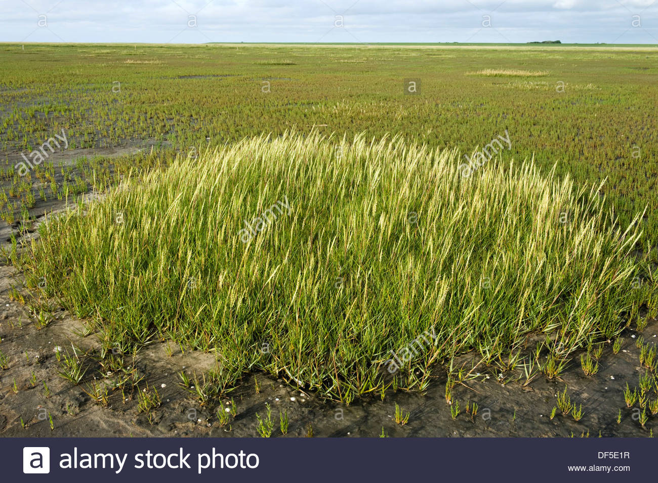 Salt Marsh Cordgrass High Resolution Stock Photography and Images - Alamy