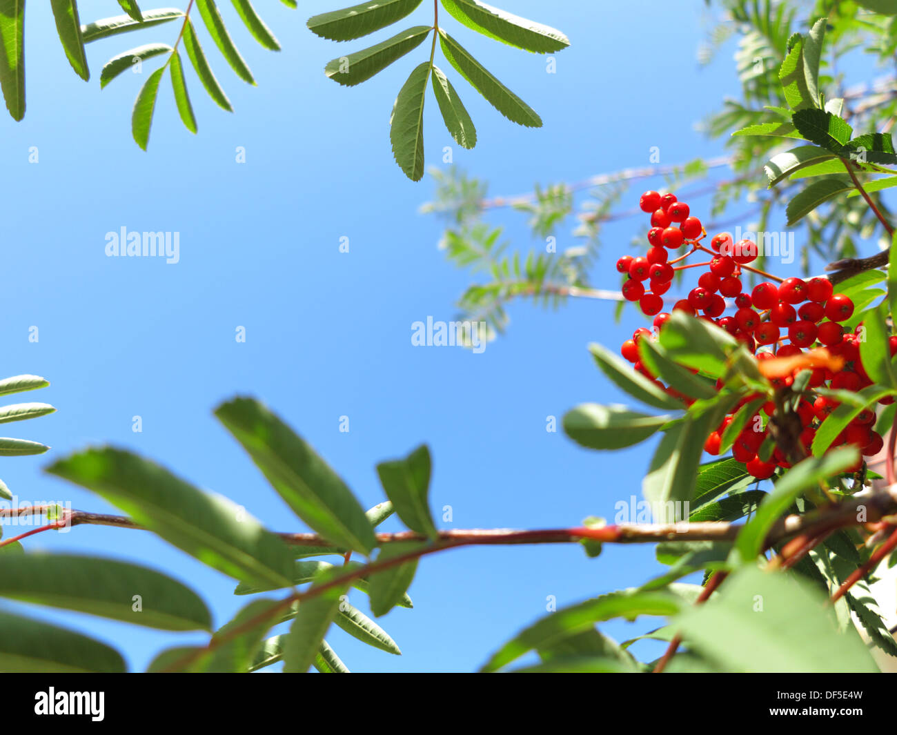 Autumn red rowan berries on a tree. Rowanberry ashberry in the fall in ...