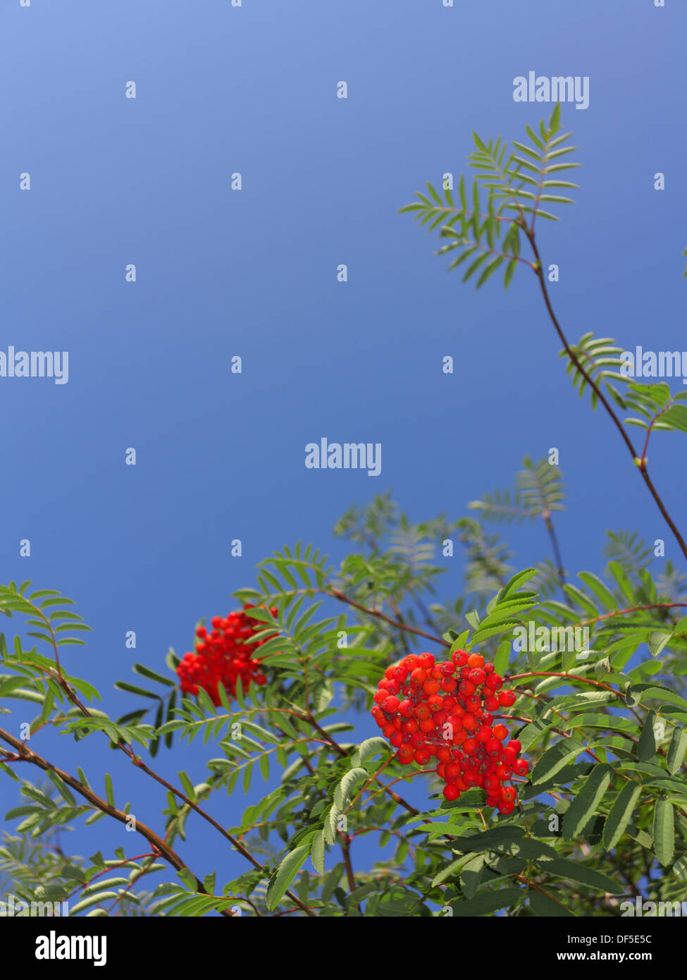 Autumn red rowan berries on a tree. Rowanberry ashberry in the fall in ...