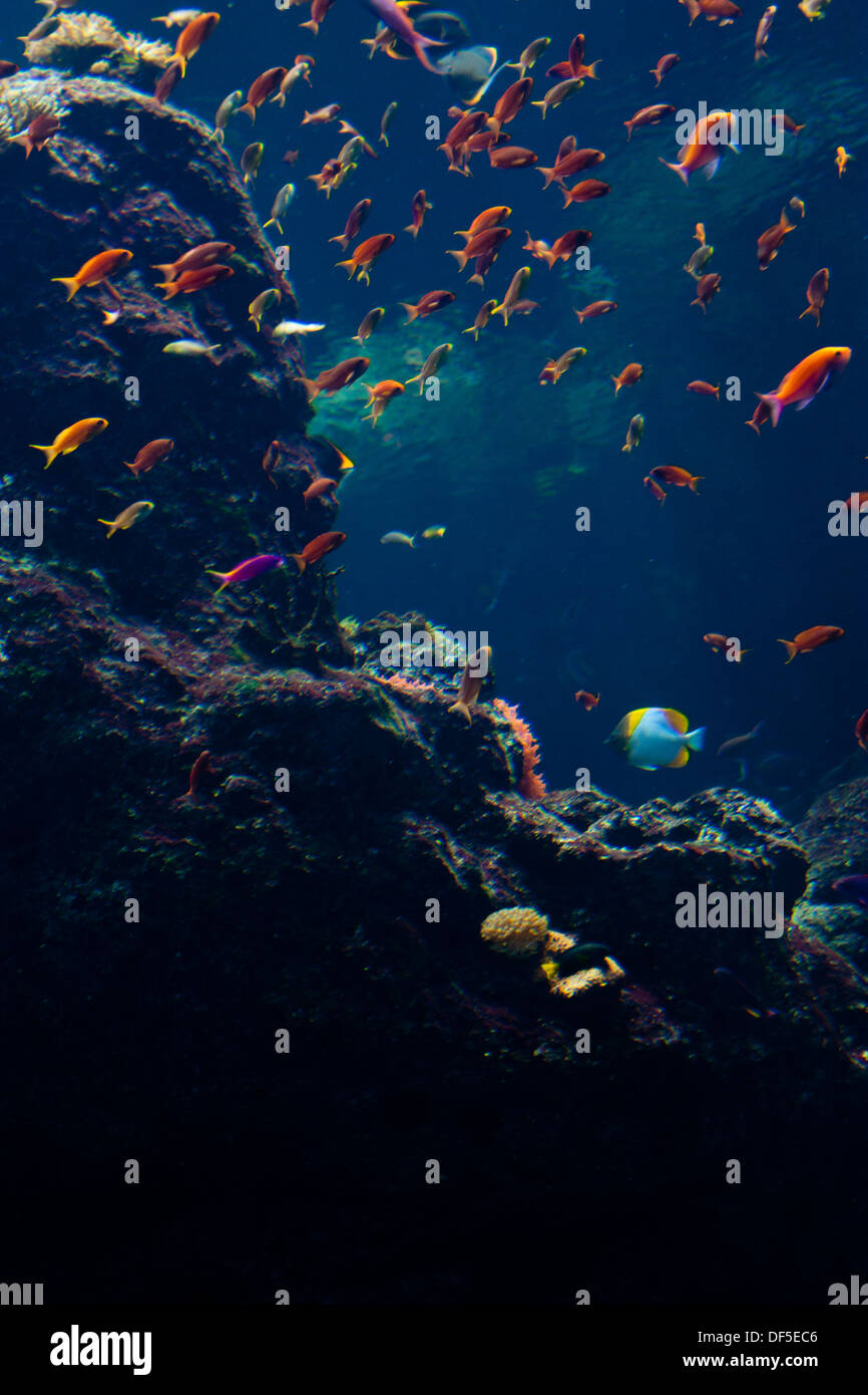 A colorful school of fish swimming in an aquarium at the Academy of ...