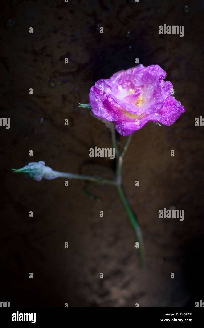 A fragile flower encased in ice Stock Photo - Alamy