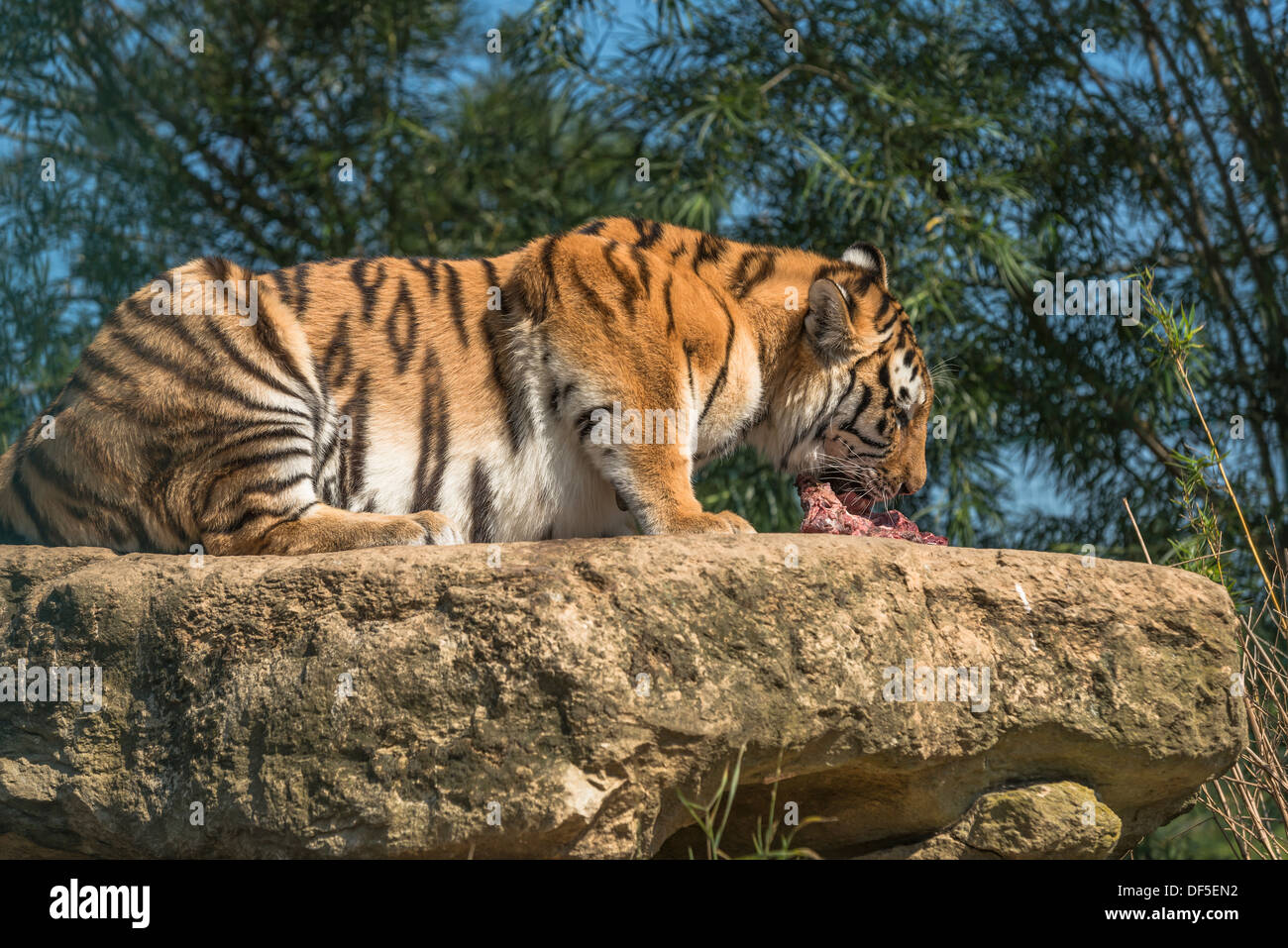 Tiger Prey Stock Photos & Tiger Prey Stock Images - Alamy