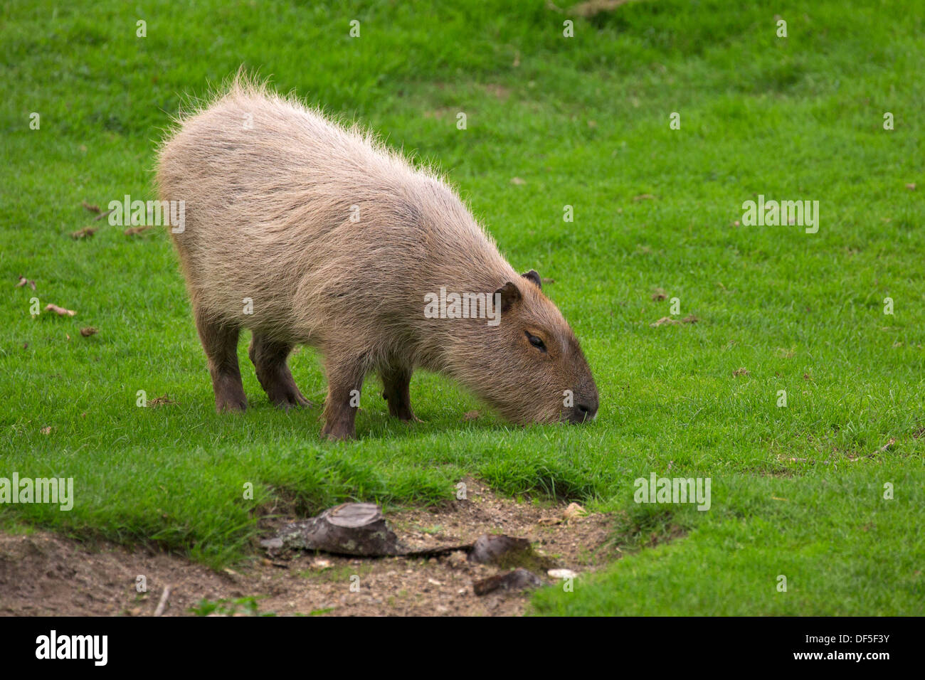 Capybara hi-res stock photography and images - Alamy
