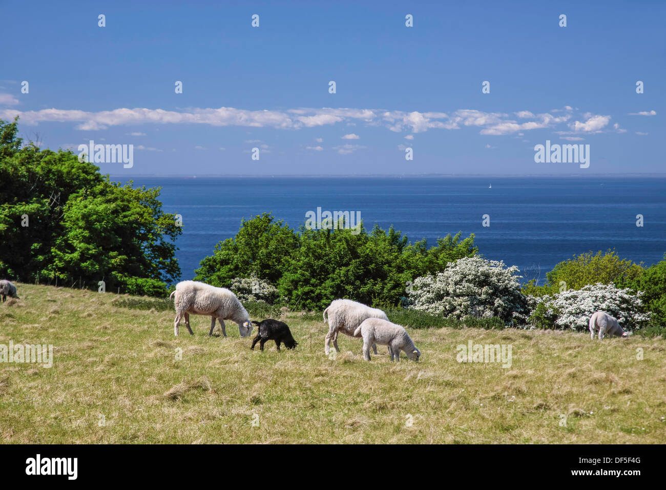 Flock of sheep by the sea near the Hammershus castle ruin, Bornholm ...