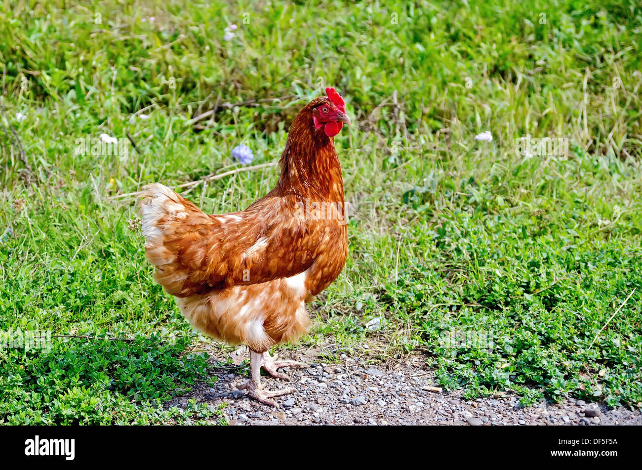 Brown chicken on a background of green grass and pebbles Stock Photo ...