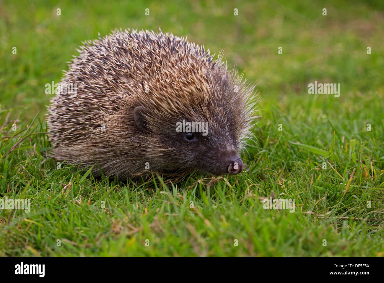 Hedgehog walking on grass Stock Photo - Alamy