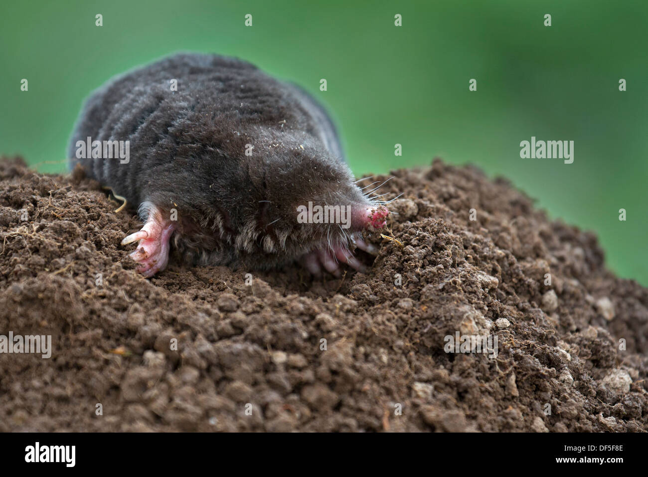 Molé hi-res stock photography and images - Alamy