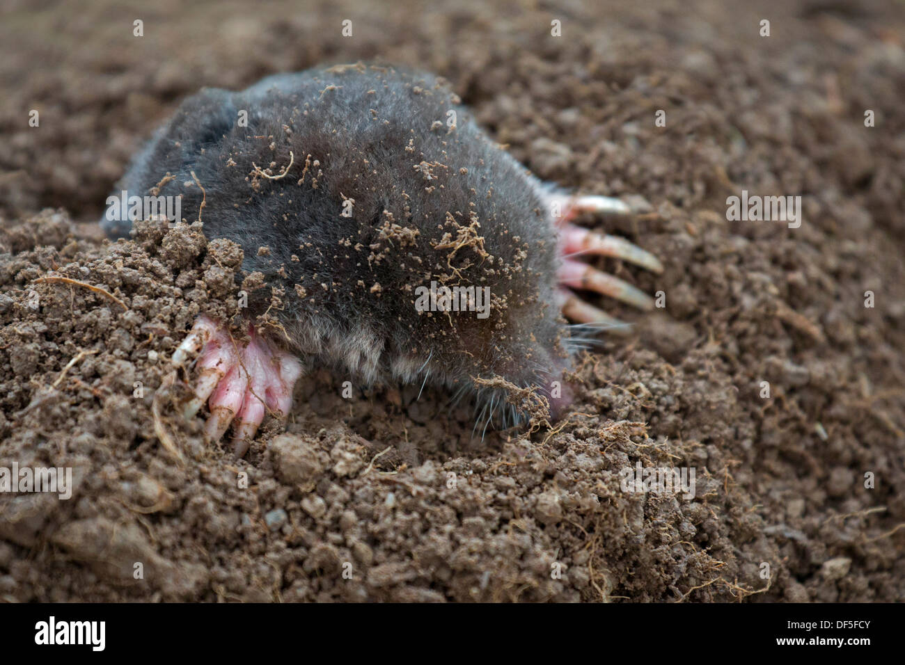 Mole hi-res stock photography and images - Alamy