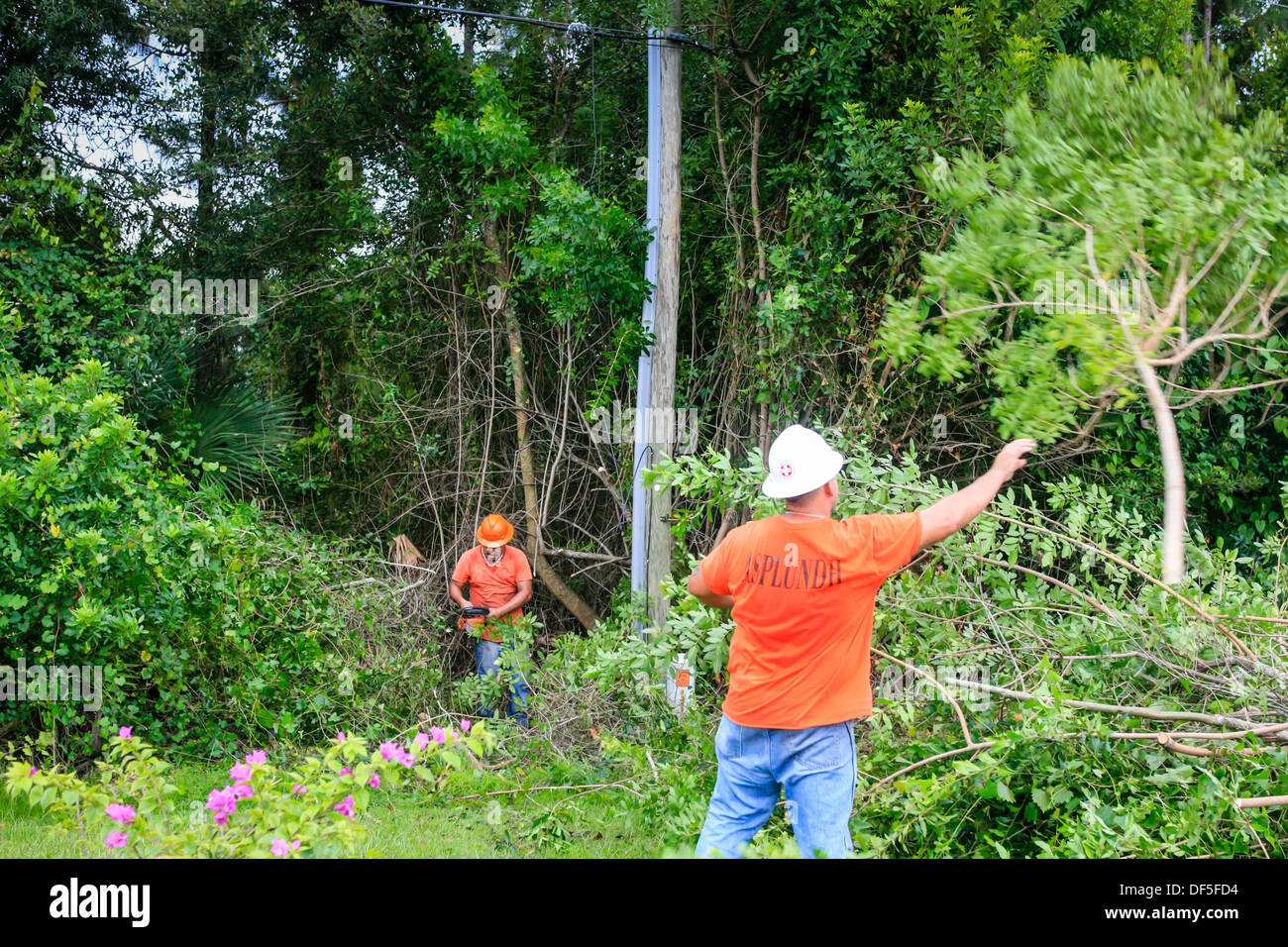 Workers clearing the trees and shrubs that have overgrown an ...