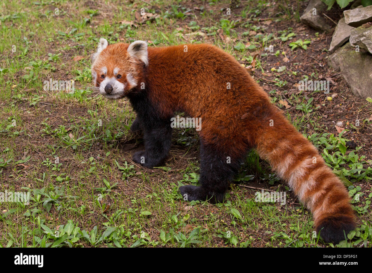 Portrait red panda hi-res stock photography and images - Alamy