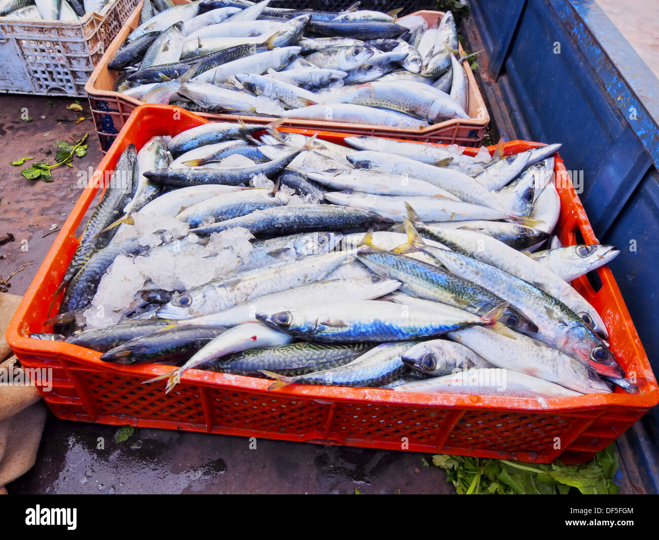 Fresh Fishes in the harbor of Rabat, Morocco, Africa Stock Photo - Alamy