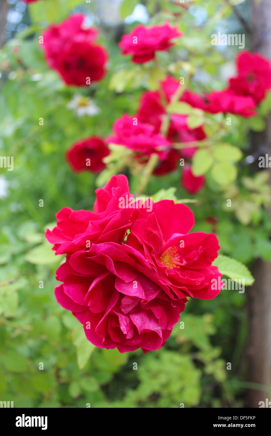 bush of the beautiful and tender red roses Stock Photo - Alamy