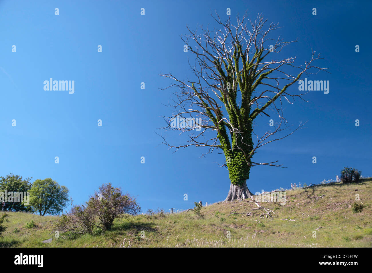 Old dead tree in a meadow near the Hammershus castle ruin, Bornholm ...