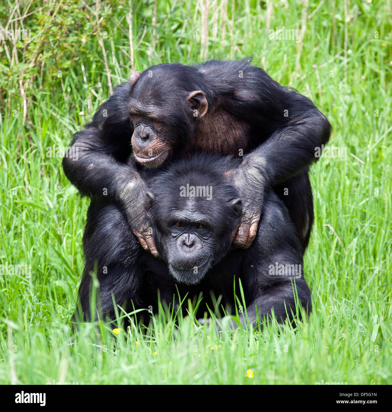 Portrait of two Chimpanzees playing in the grass Stock Photo - Alamy