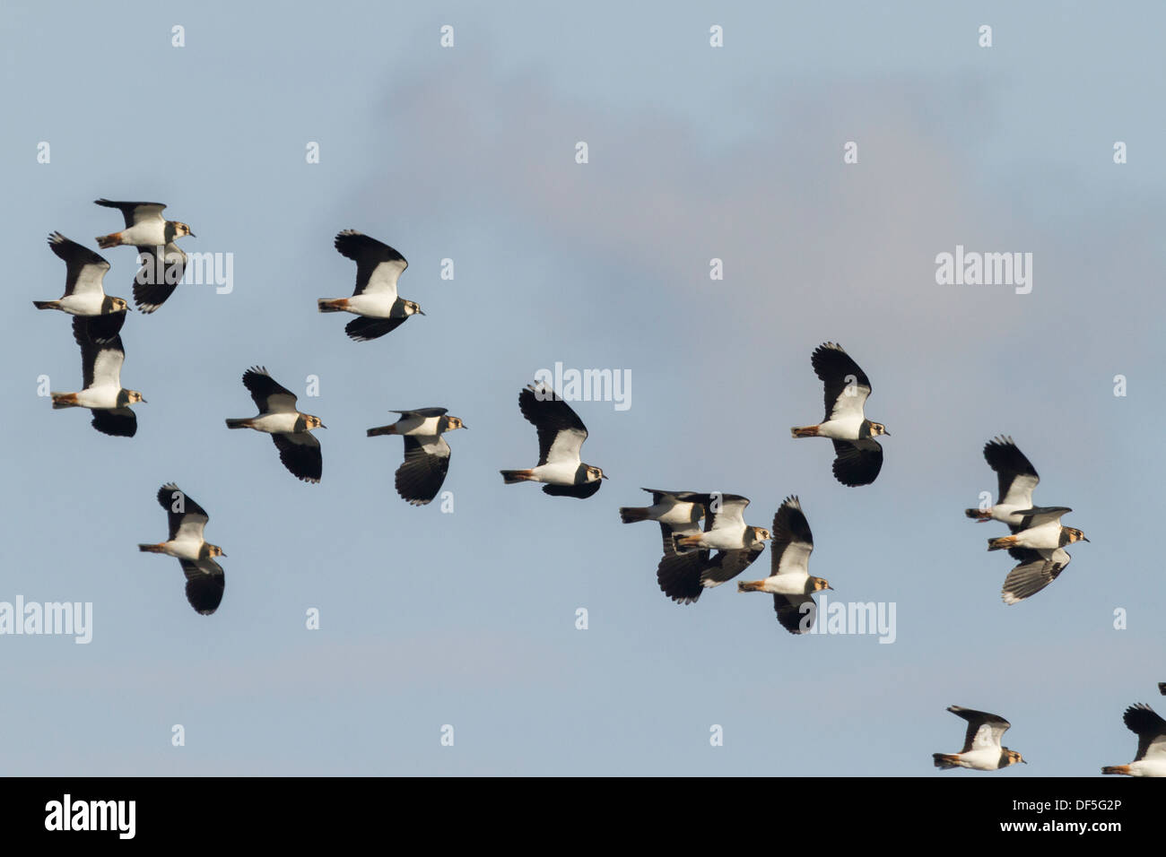 Lapwing flying field hi-res stock photography and images - Alamy