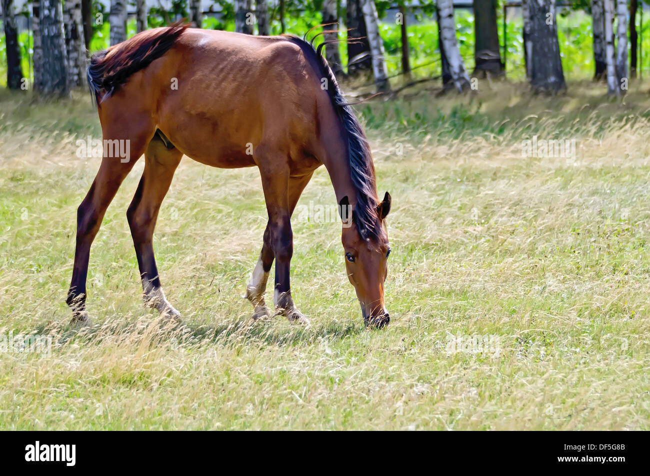 Young bay horse grazing in a meadow on the background of birch trees ...