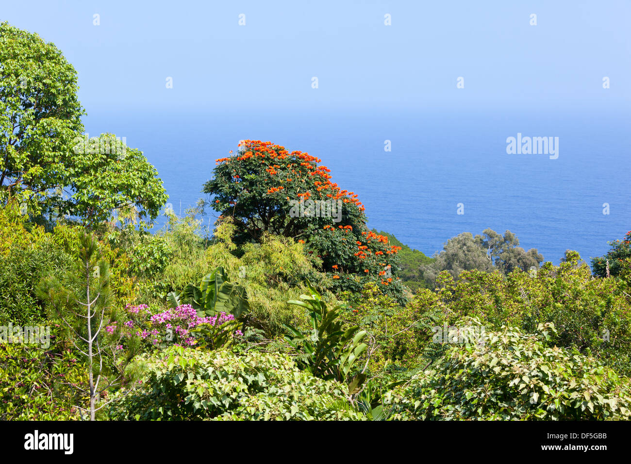 Colorful tropical rainforest on the Road to Hana in Maui, Hawaii Stock ...