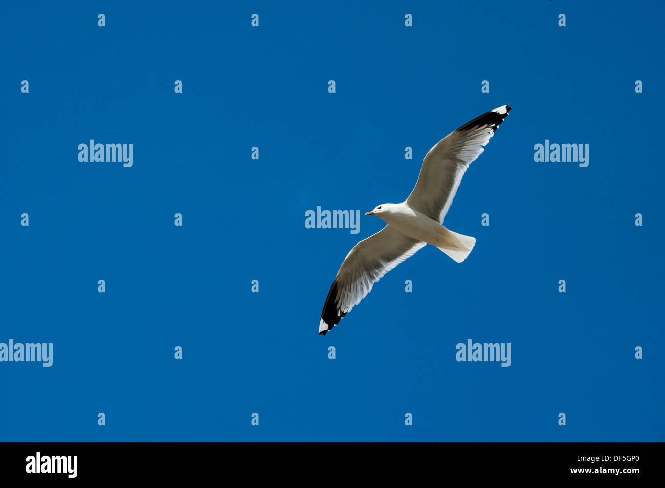 Common GUll in flight with blue sky Stock Photo - Alamy
