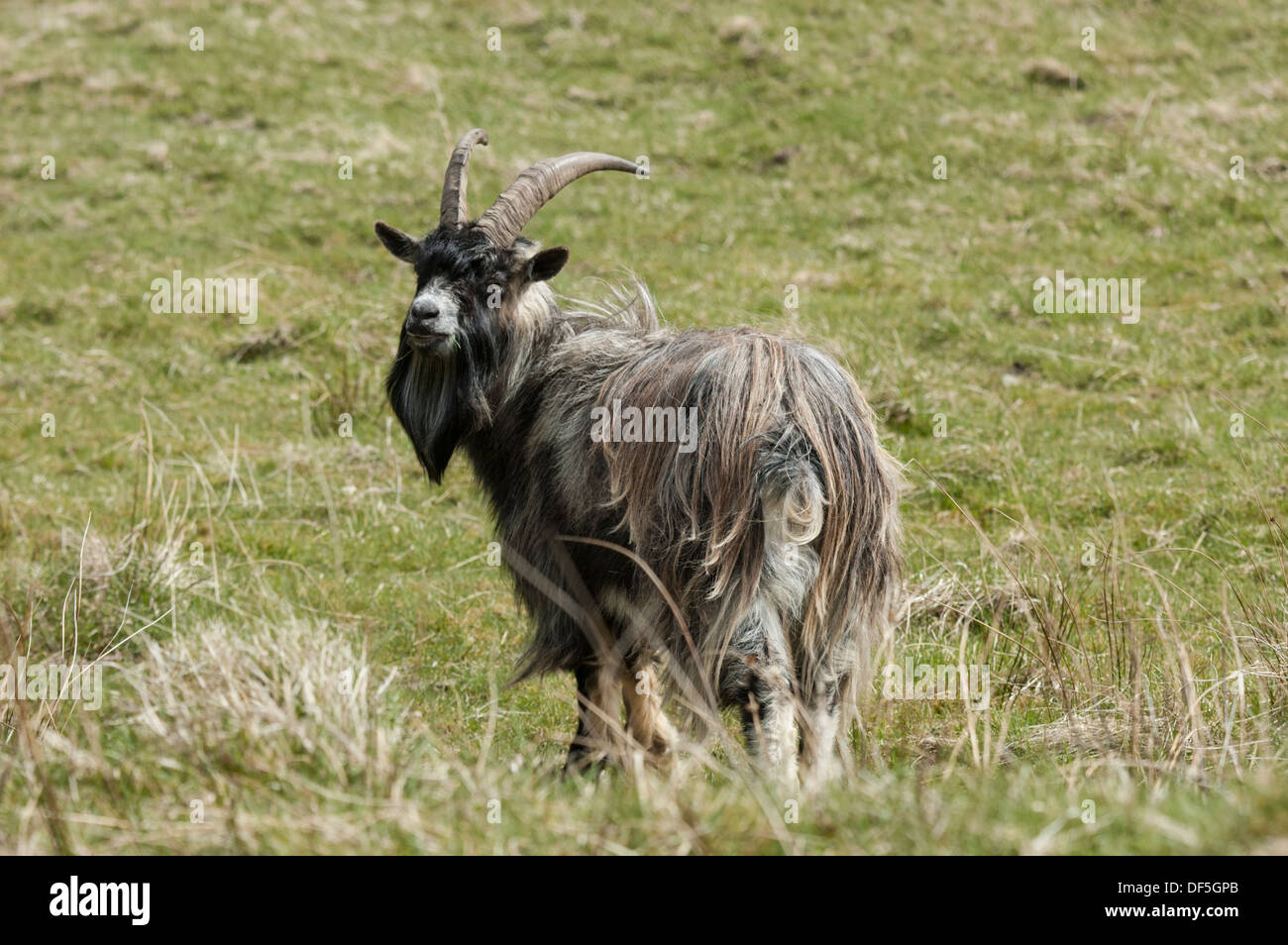 Scottish Feral goat walking, looking back at camera Stock Photo - Alamy