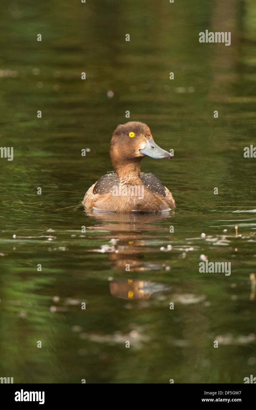 Juvenile Tufted duck head on in water Stock Photo - Alamy