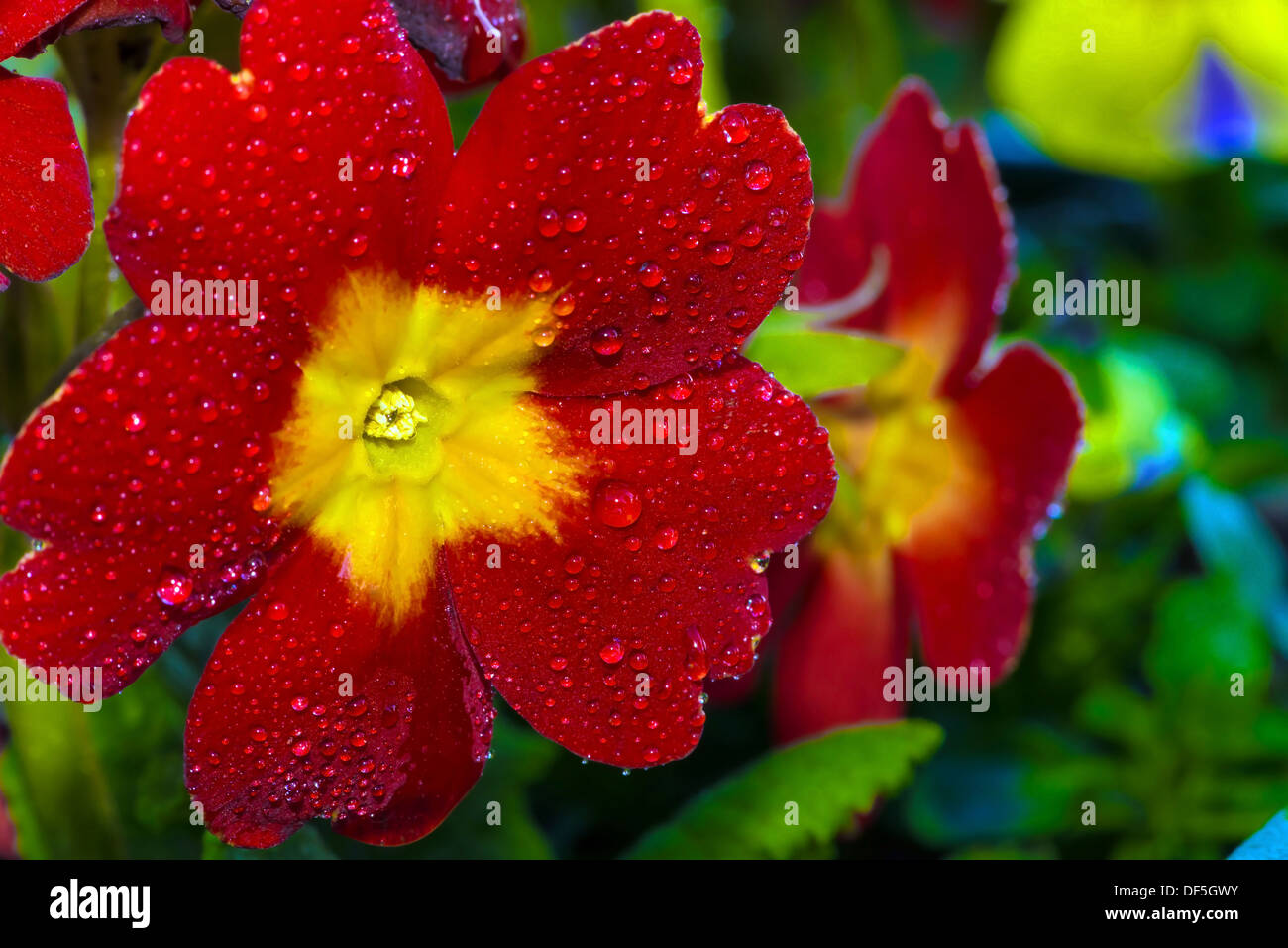 Spring flowers the lovely primrose hi-res stock photography and images ...