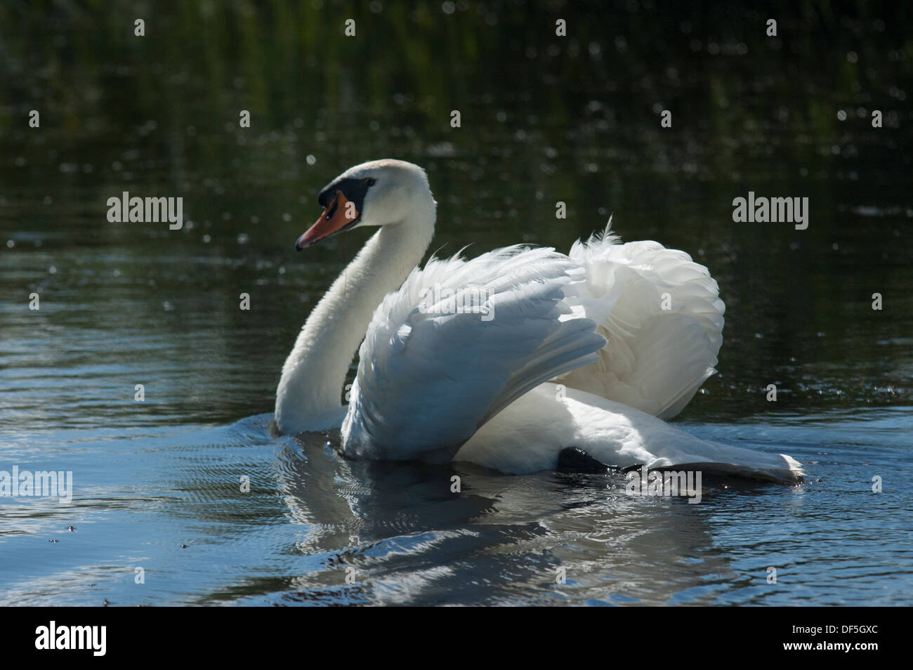 Male Swan on water Stock Photo - Alamy