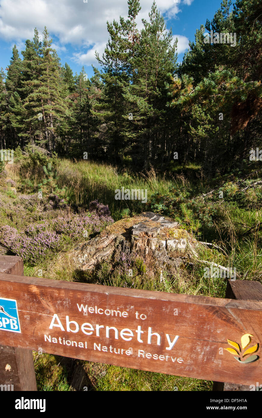 Forestry showing Abernethy RSPB sign Stock Photo - Alamy