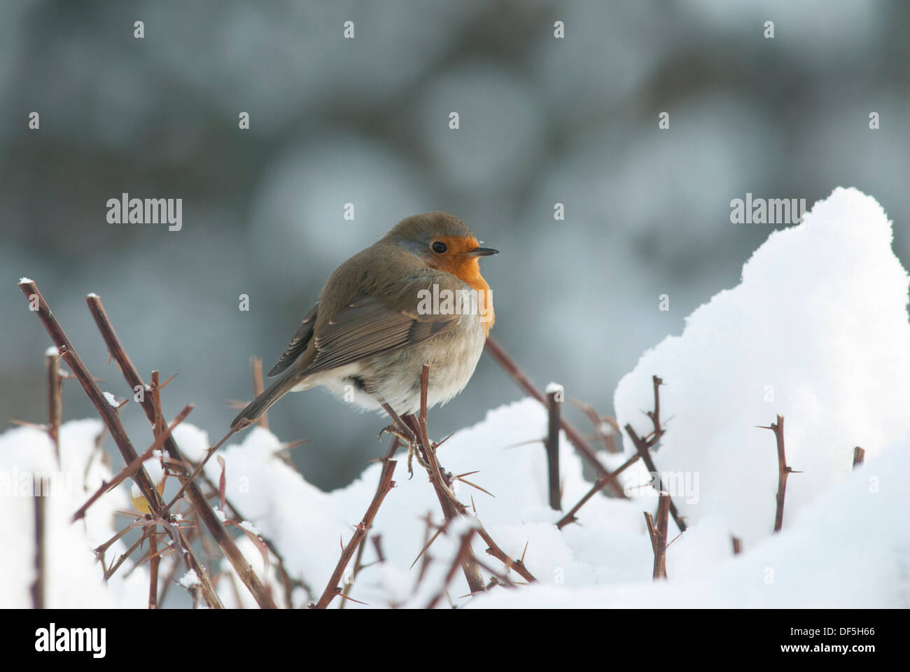 Robin in snow Stock Photo - Alamy