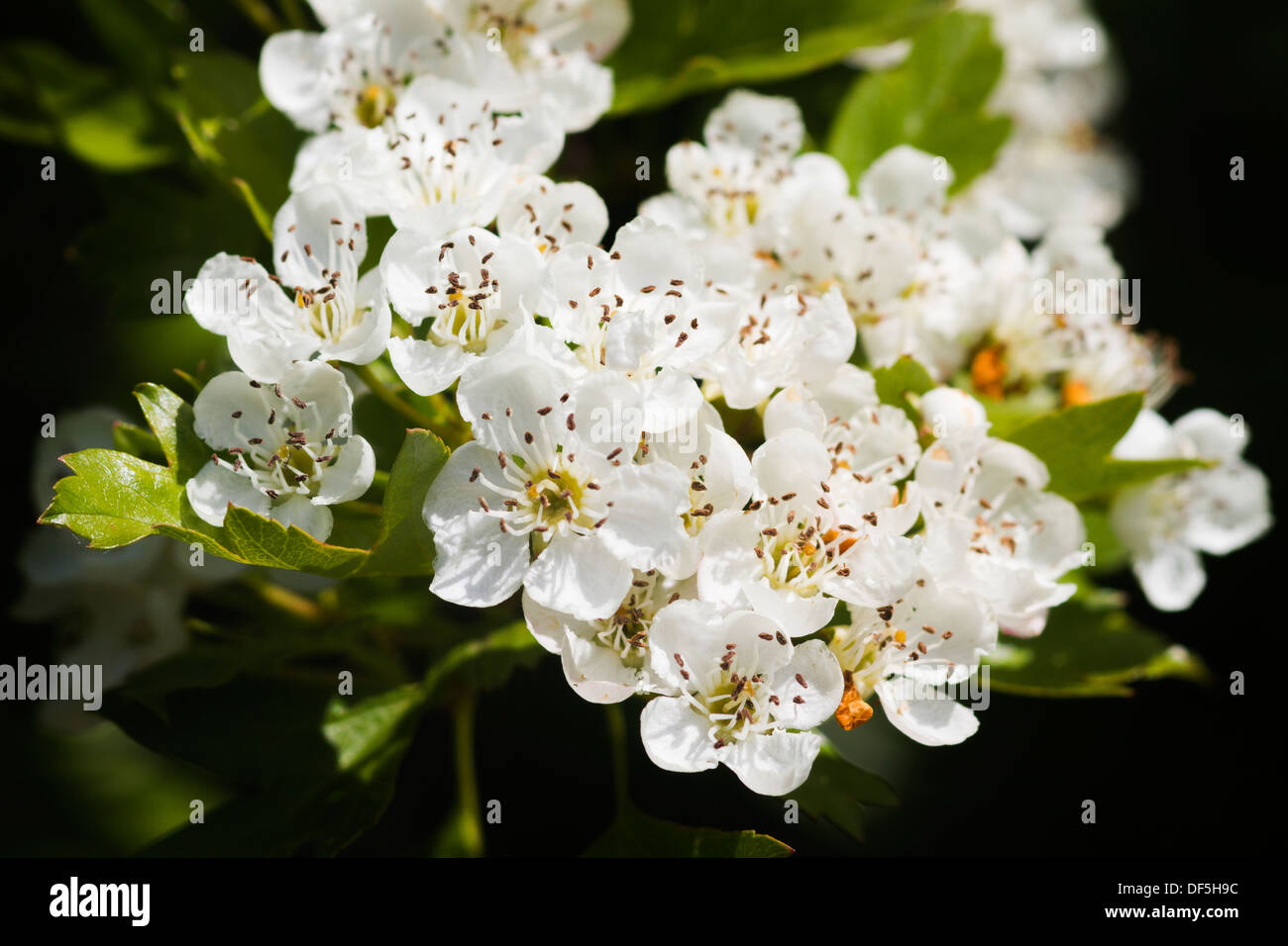 Hawthorne tree and spring flowers hi-res stock photography and images ...