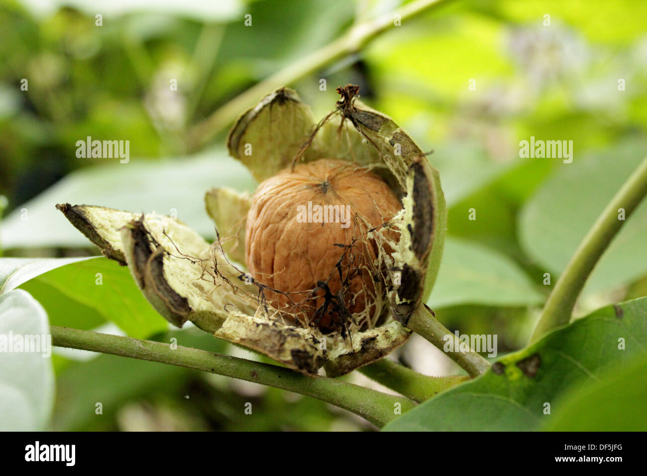 ripe and fresh walnut on the branch of the tree Stock Photo - Alamy