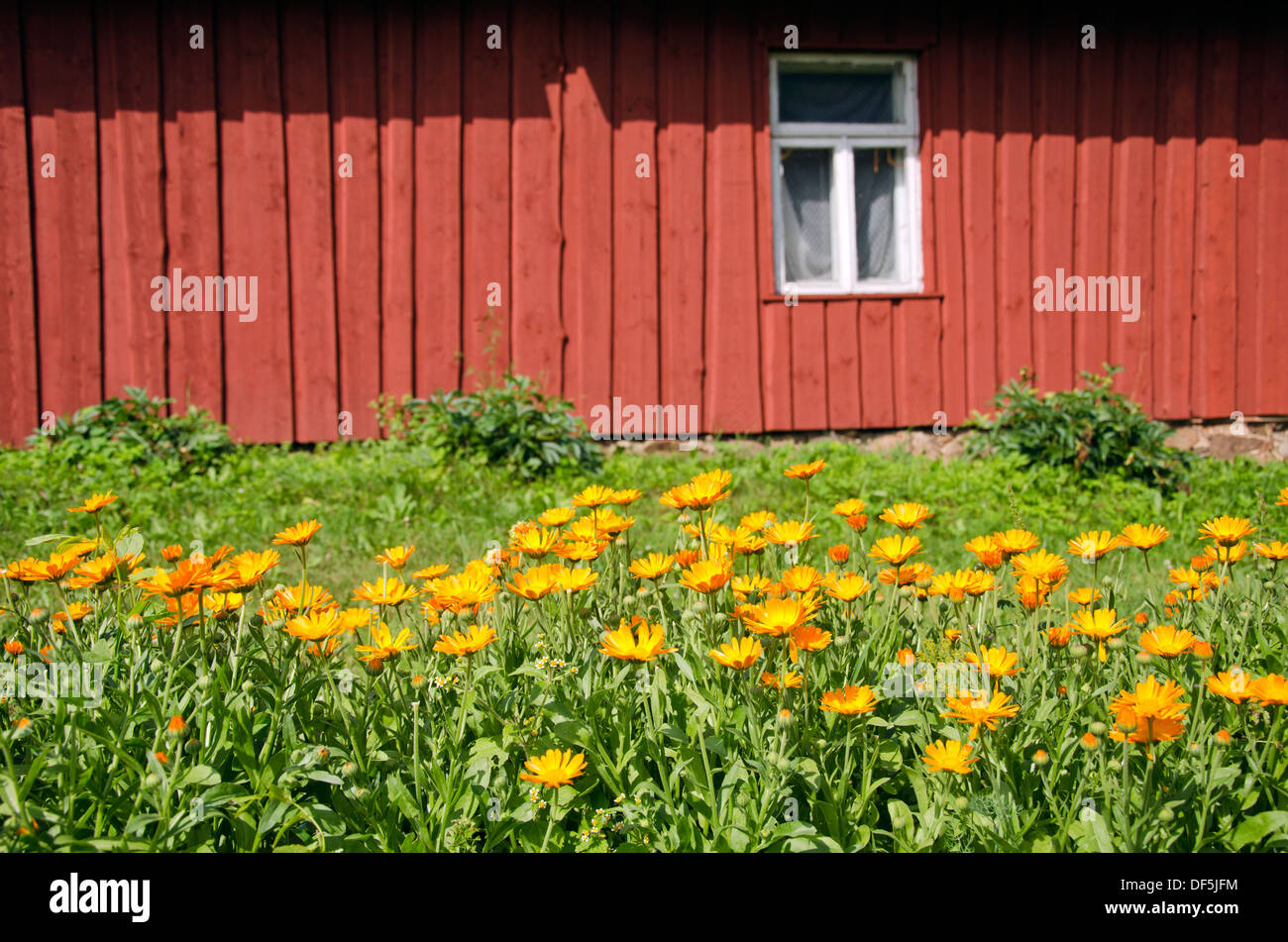 medical herb calendula marigold flowers in flower bed near farm house ...