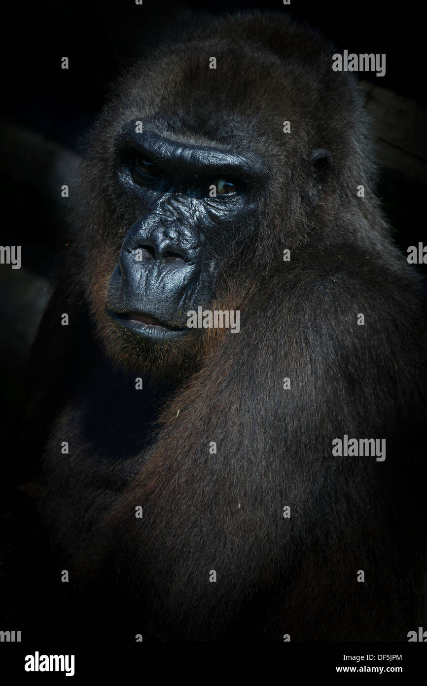 Gorilla face hi-res stock photography and images - Alamy