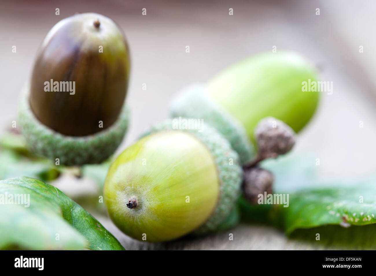 Acorn cupule hi-res stock photography and images - Alamy