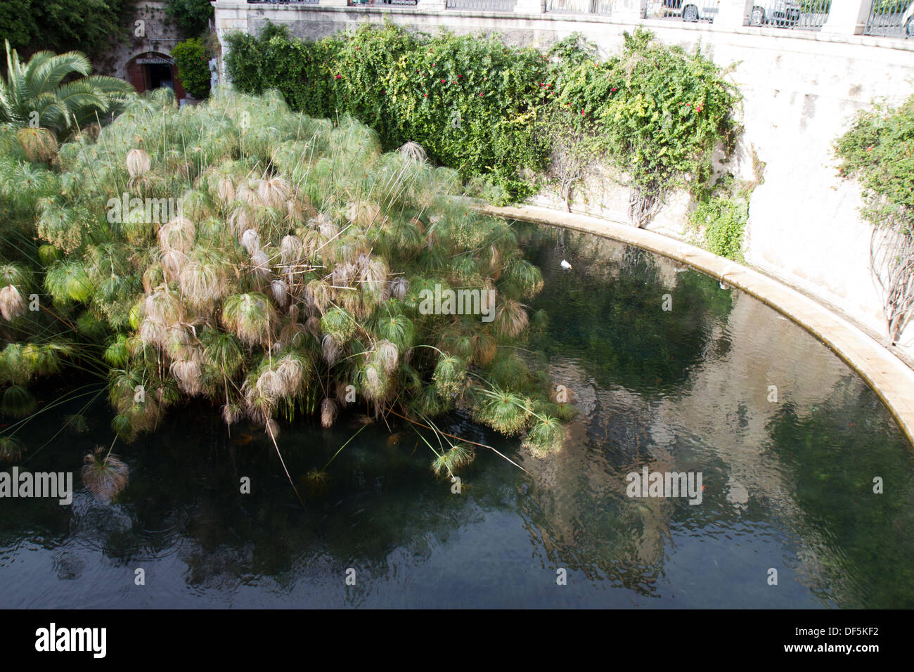 Papyrus reed hi-res stock photography and images - Alamy