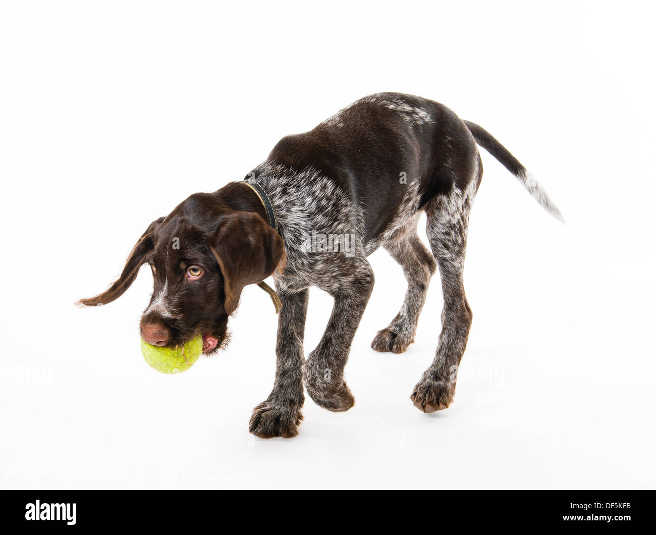 German pointer puppy white background Cut Out Stock Images & Pictures ...