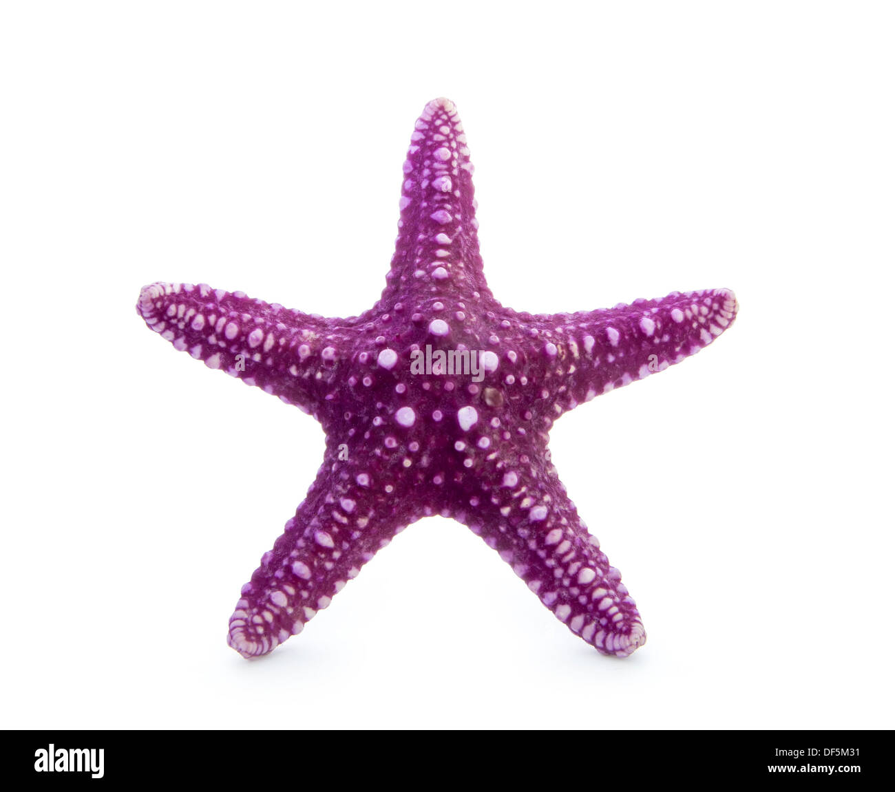 Purple And Pink Starfish