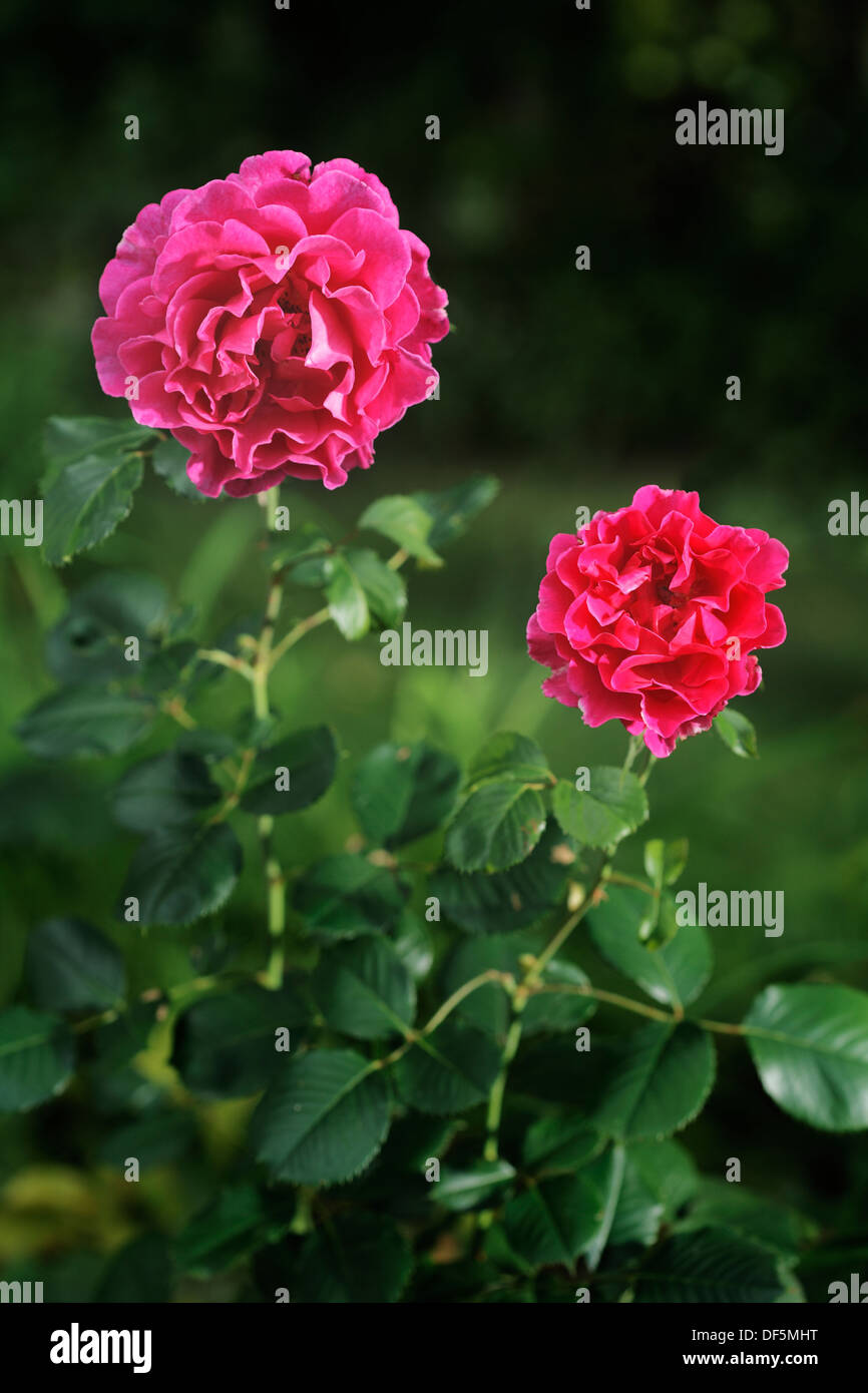 Large fuchsia colored roses in garden Stock Photo - Alamy