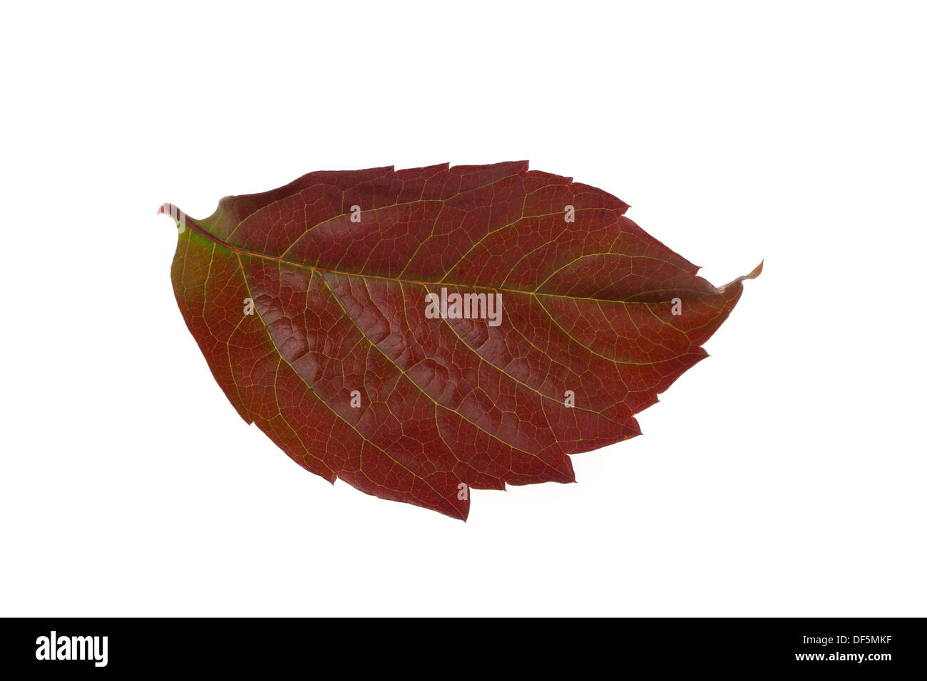 Autumn leaf, isolated on white Stock Photo - Alamy