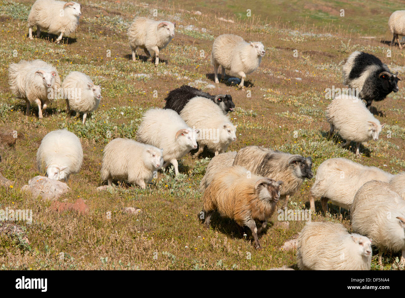 Greenland, Erik's Fjord, Qassiarsuk, Brattahlid. Local sheep heard ...