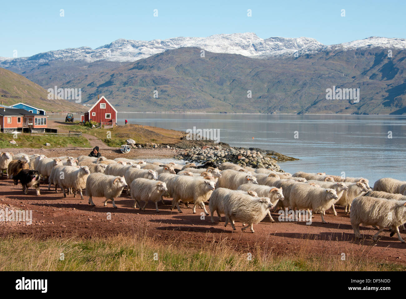 Greenland, Erik's Fjord, Qassiarsuk, Brattahlid. Local sheep heard ...