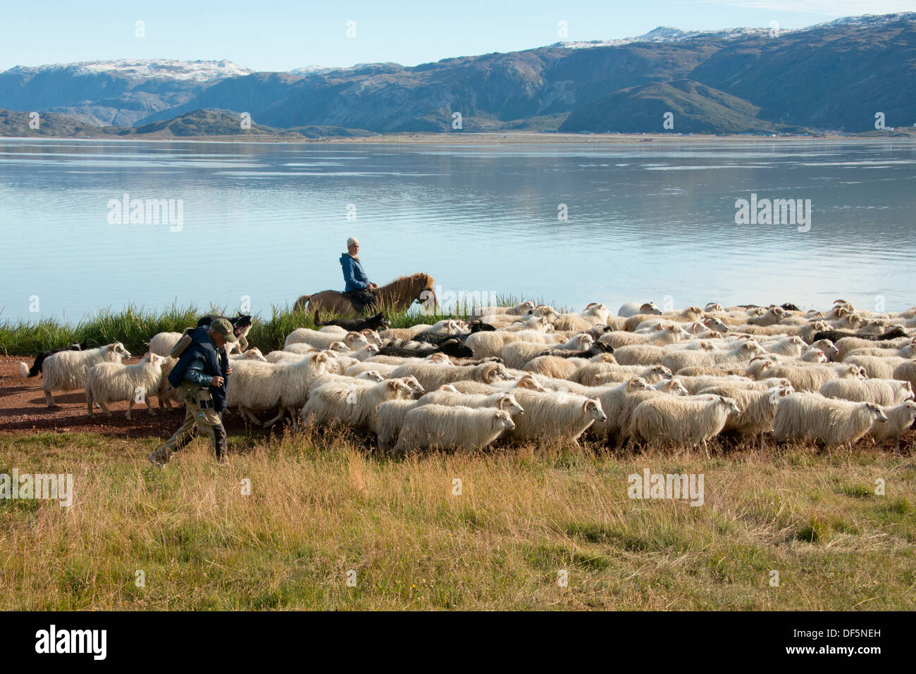 Greenland, Erik's Fjord, Qassiarsuk, Brattahlid. Local sheep heard ...