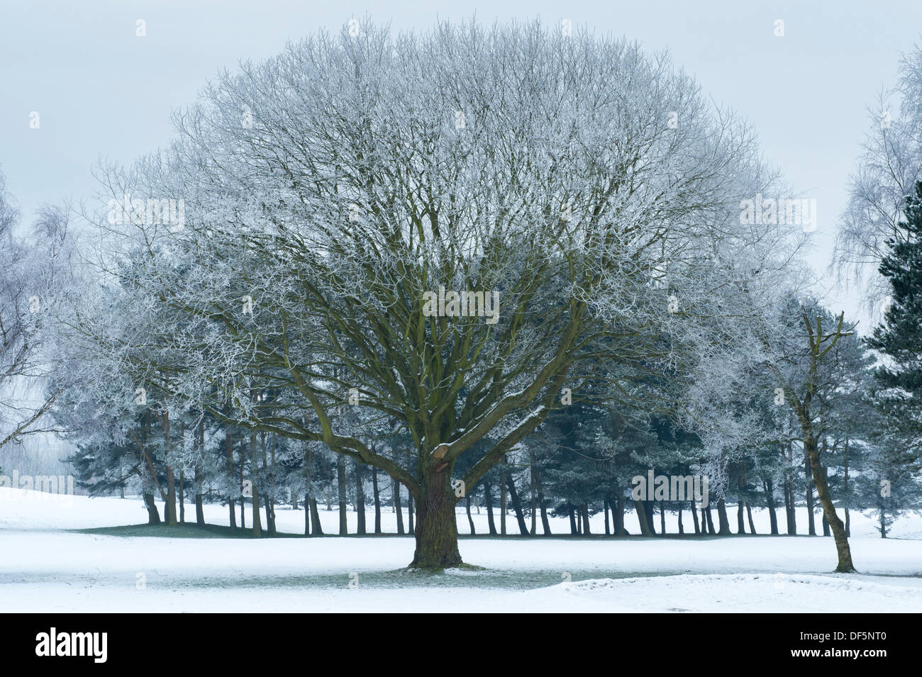 Dramatic, cold winter monochrome scene with grey sky over large mature ...