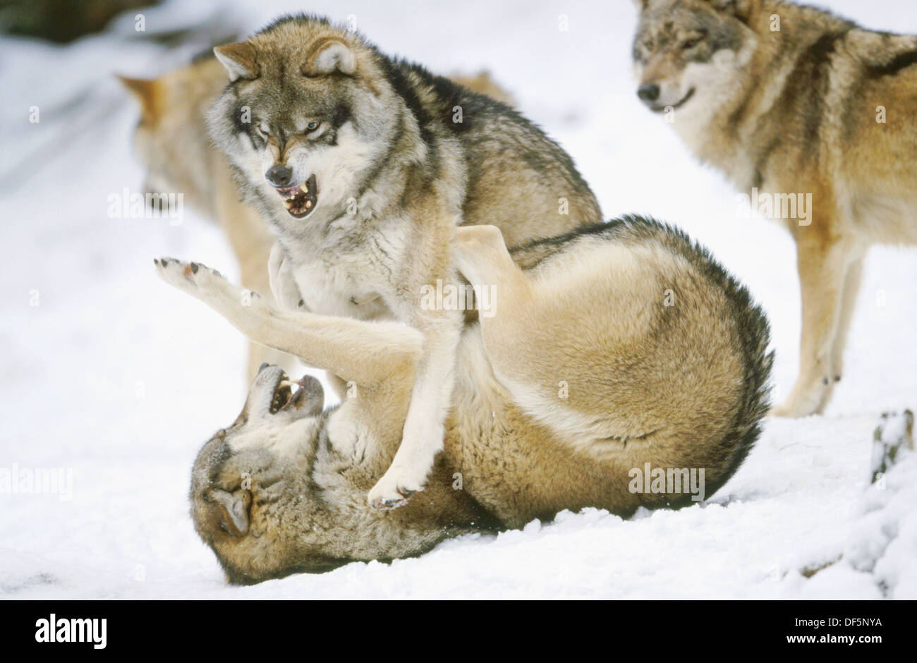 Two fighting wolves hi-res stock photography and images - Alamy